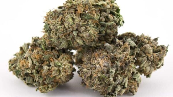 Legend OG Strain Review & Information